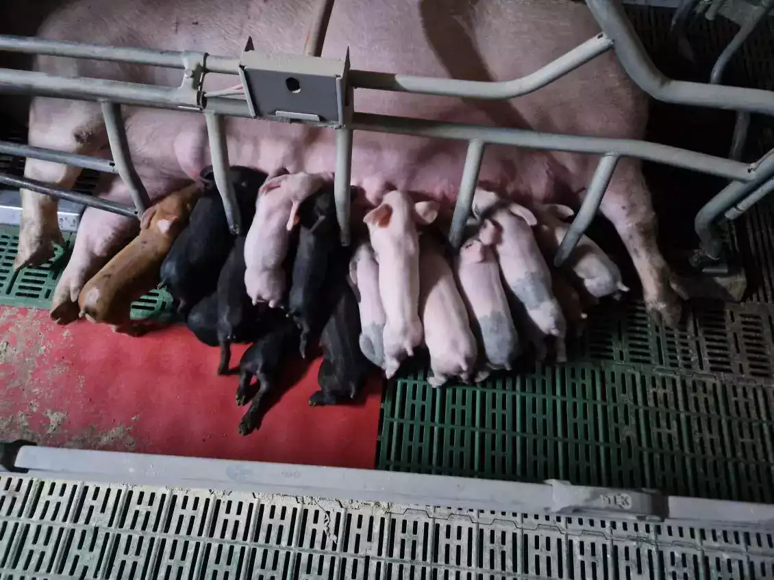 Venus: maternal, autonomous and more than 16 functional teats